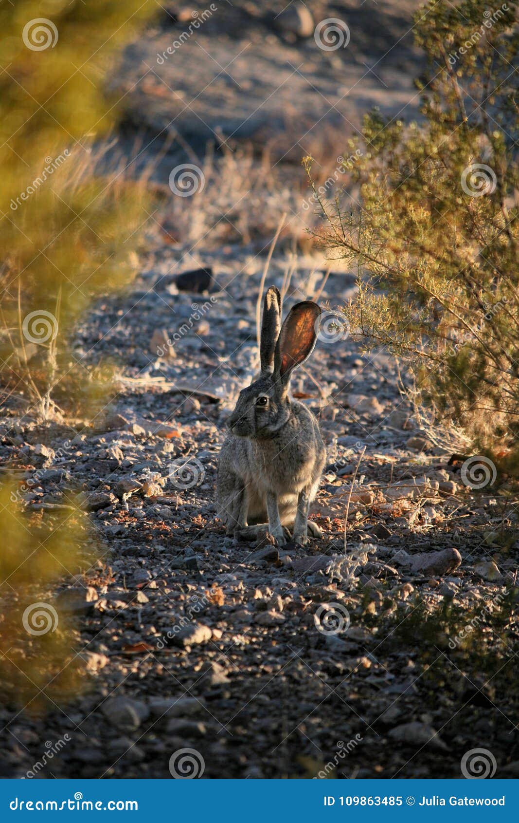 Jack Rabbit in the Desert stock image. Image of sunlight - 109863485