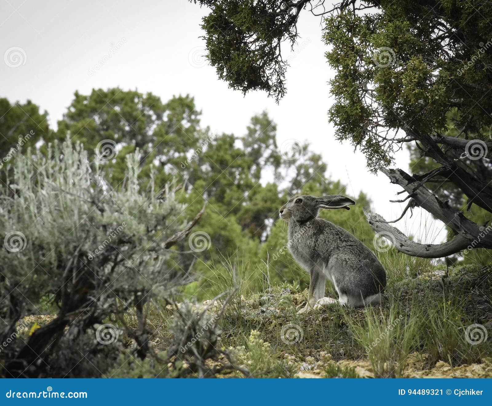 Jack Rabbit with Ears Back stock image. Image of country - 94489321