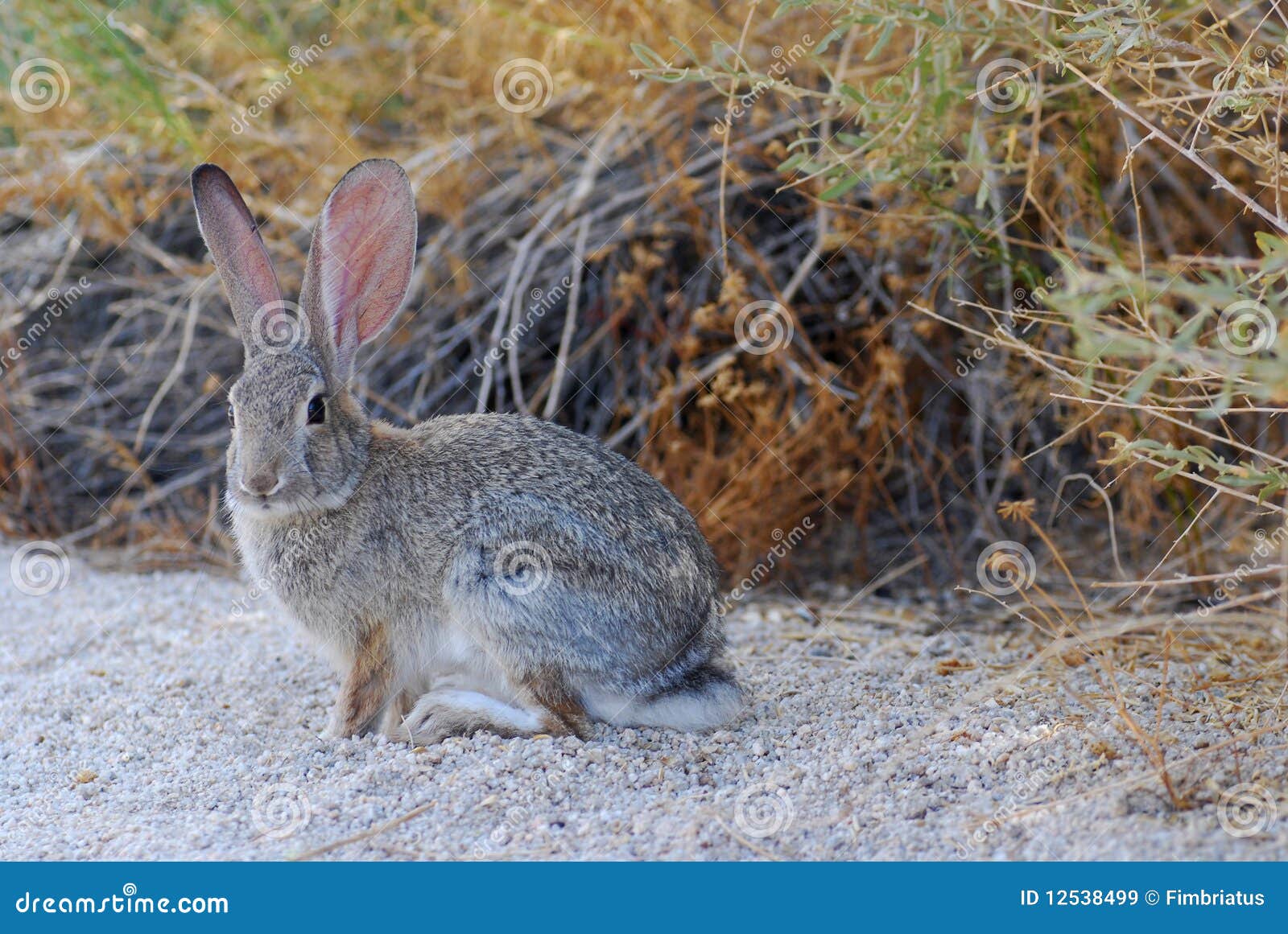 Jack rabbit in joshua tree stock image. Image of bunny - 12538499