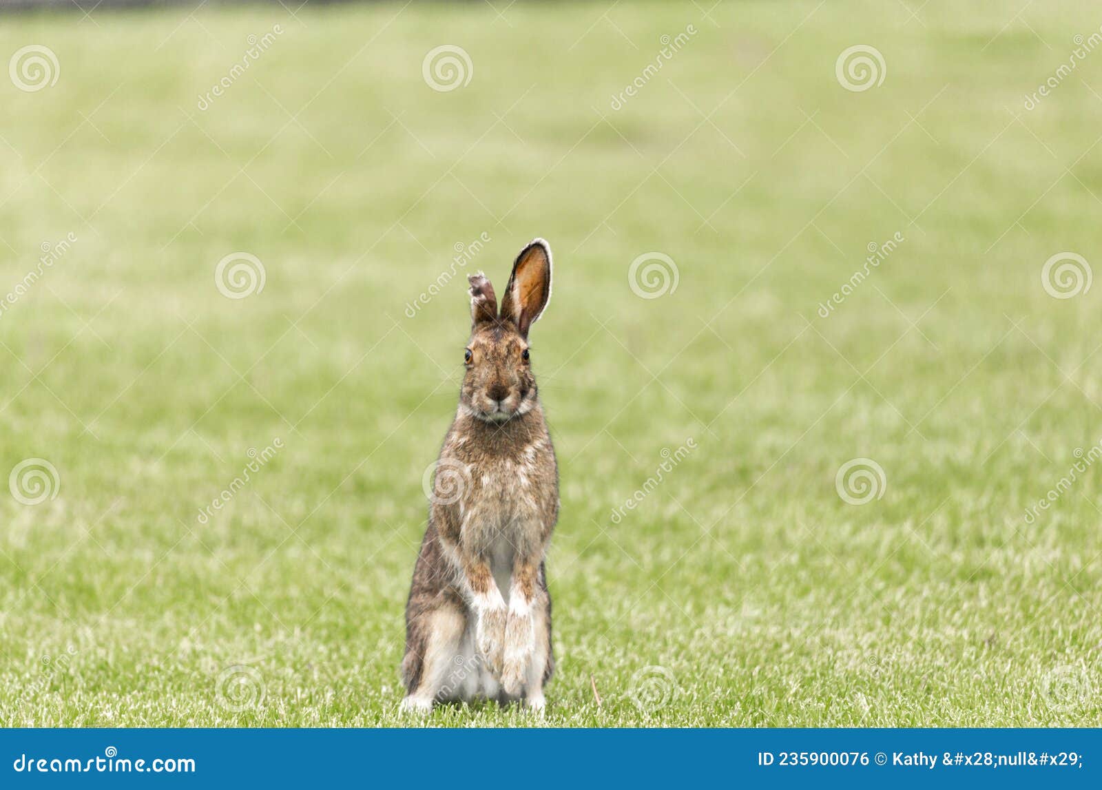 Jack Rabbit with Missing Ear Stock Photo - Image of soft, eyes: 235900076