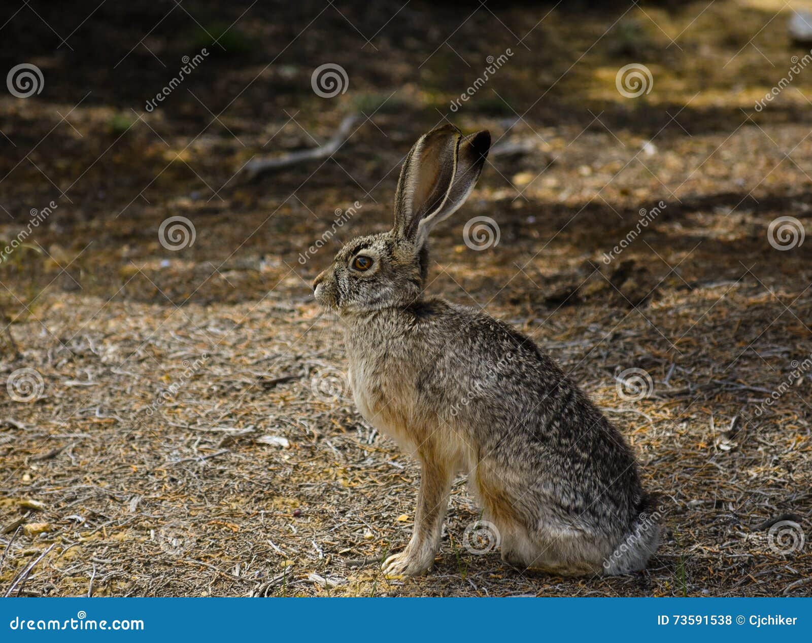 Jack Rabbit stock photo. Image of tail, ears, nature - 73591538