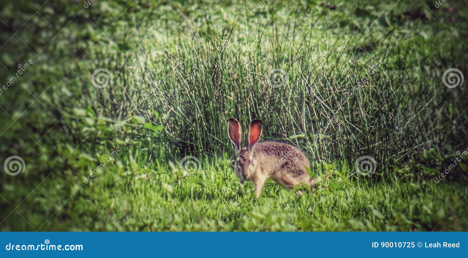 Jack Rabbit stock image. Image of exploring, rabbit, field - 90010725