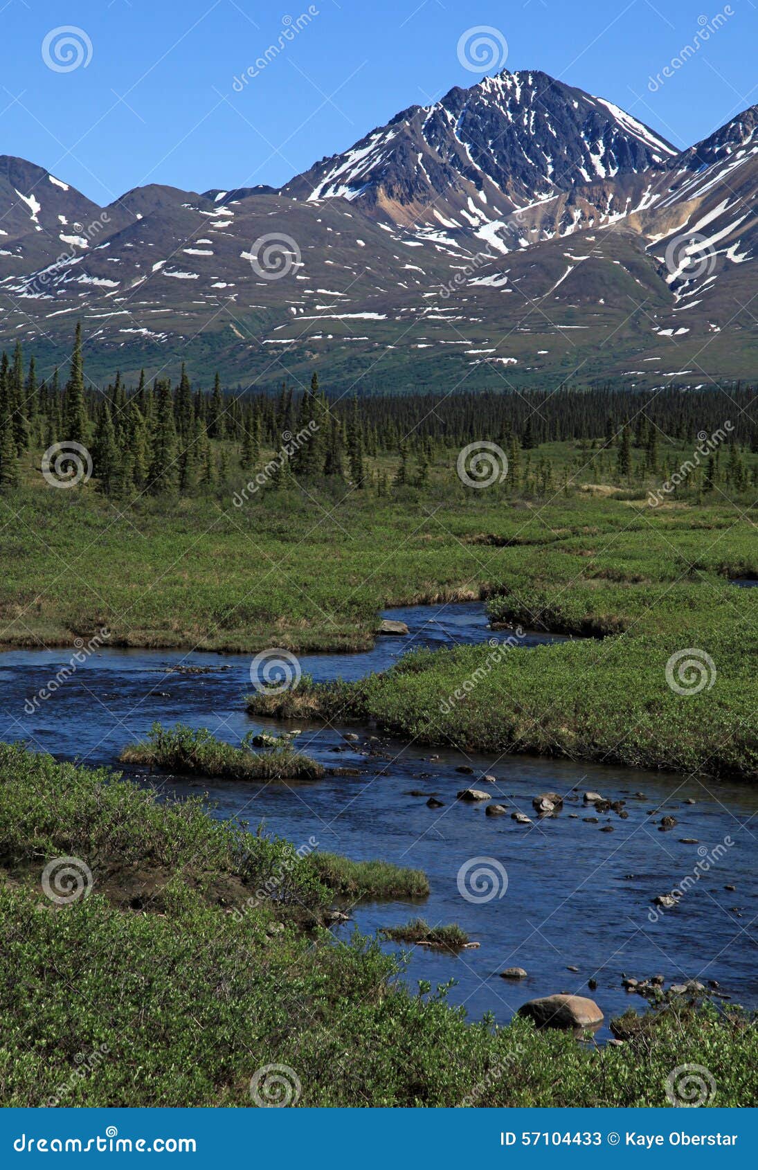 Jack River stock image. Image of snow, pines, blue, pine - 57104433