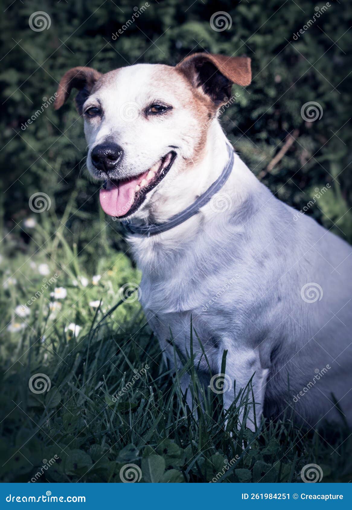 Jack rusell dog stock image. Image of grass, terrier - 261984251