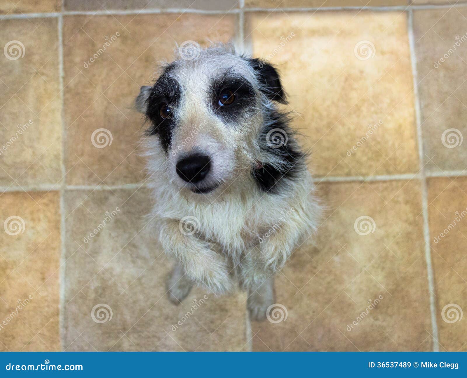 Jack Rusell on Its Back Legs Stock Image - Image of black, elevated ...