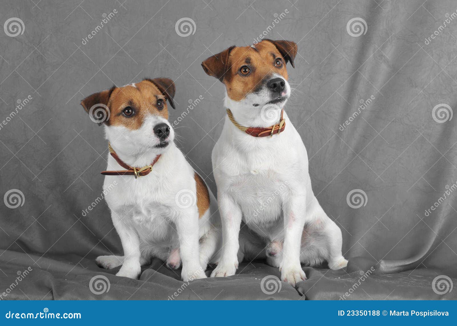 Jack Russel stock photo. Image of russel, dogs, jack - 23350188