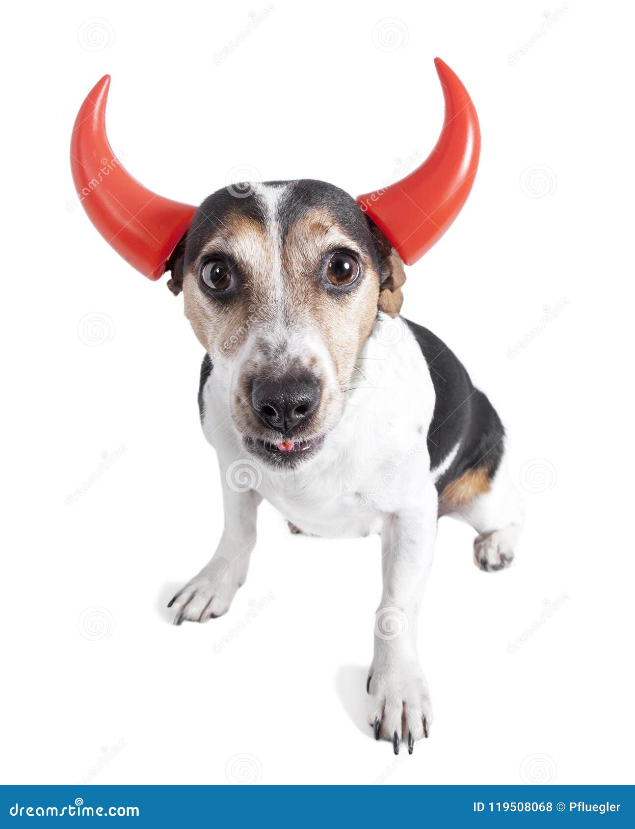 Jack Russel with Devil Ears Stock Photo - Image of jack, close: 119508068