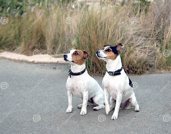 Jack Russel dogs stock image. Image of russel, looking - 357063