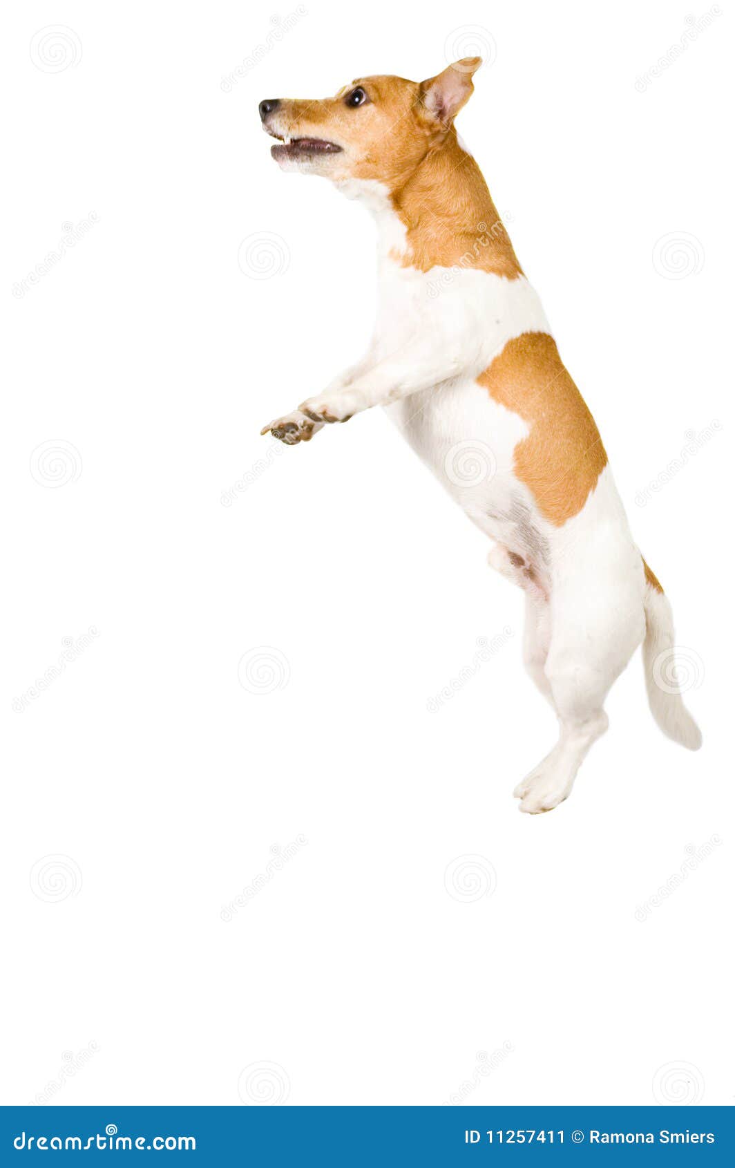 Jack Russel Está Saltando Altamente Imagem de Stock - Imagem de isolado ...