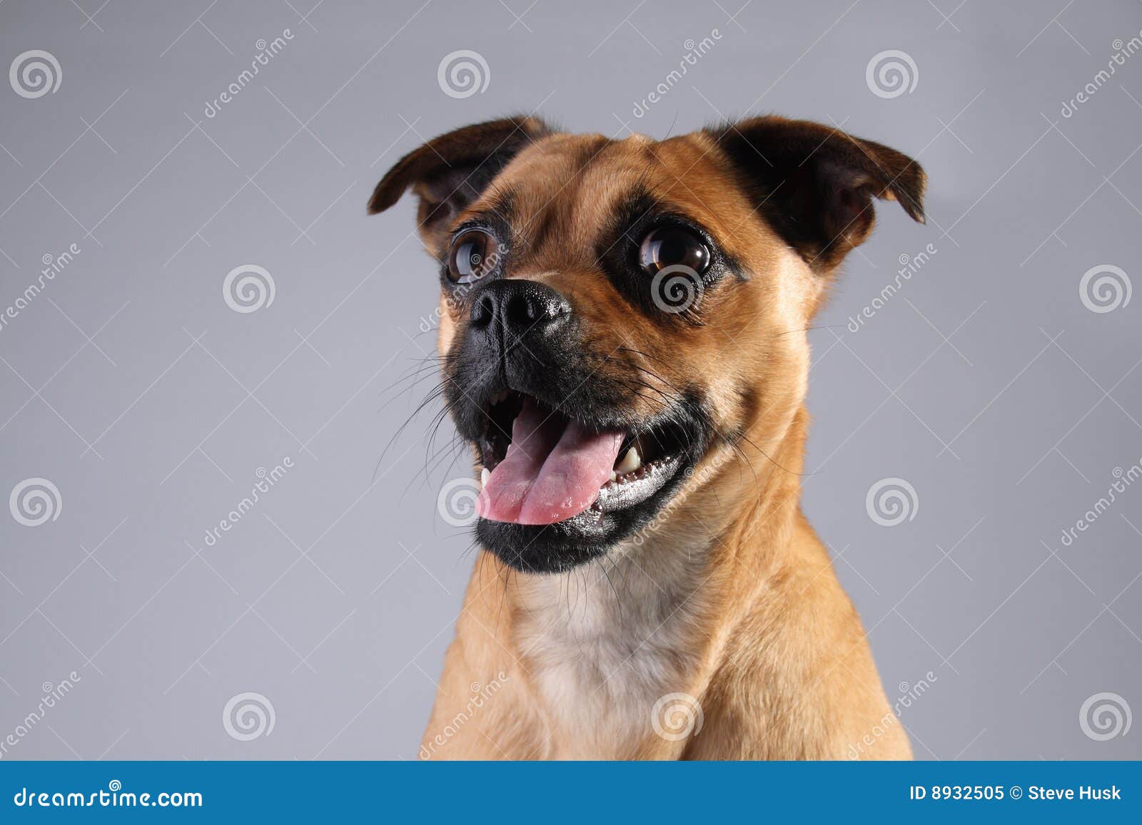 Pug Mixed With Boxer