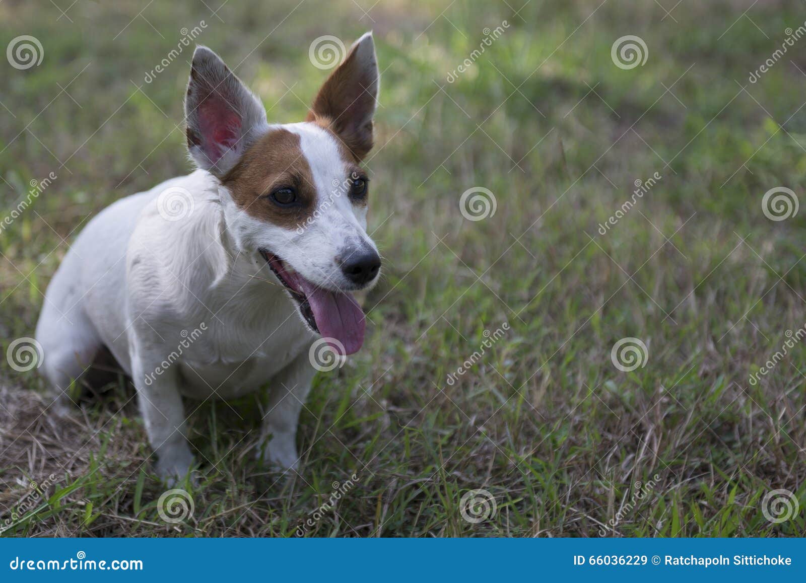 Jack russel stock image. Image of grass, green, russell - 66036229