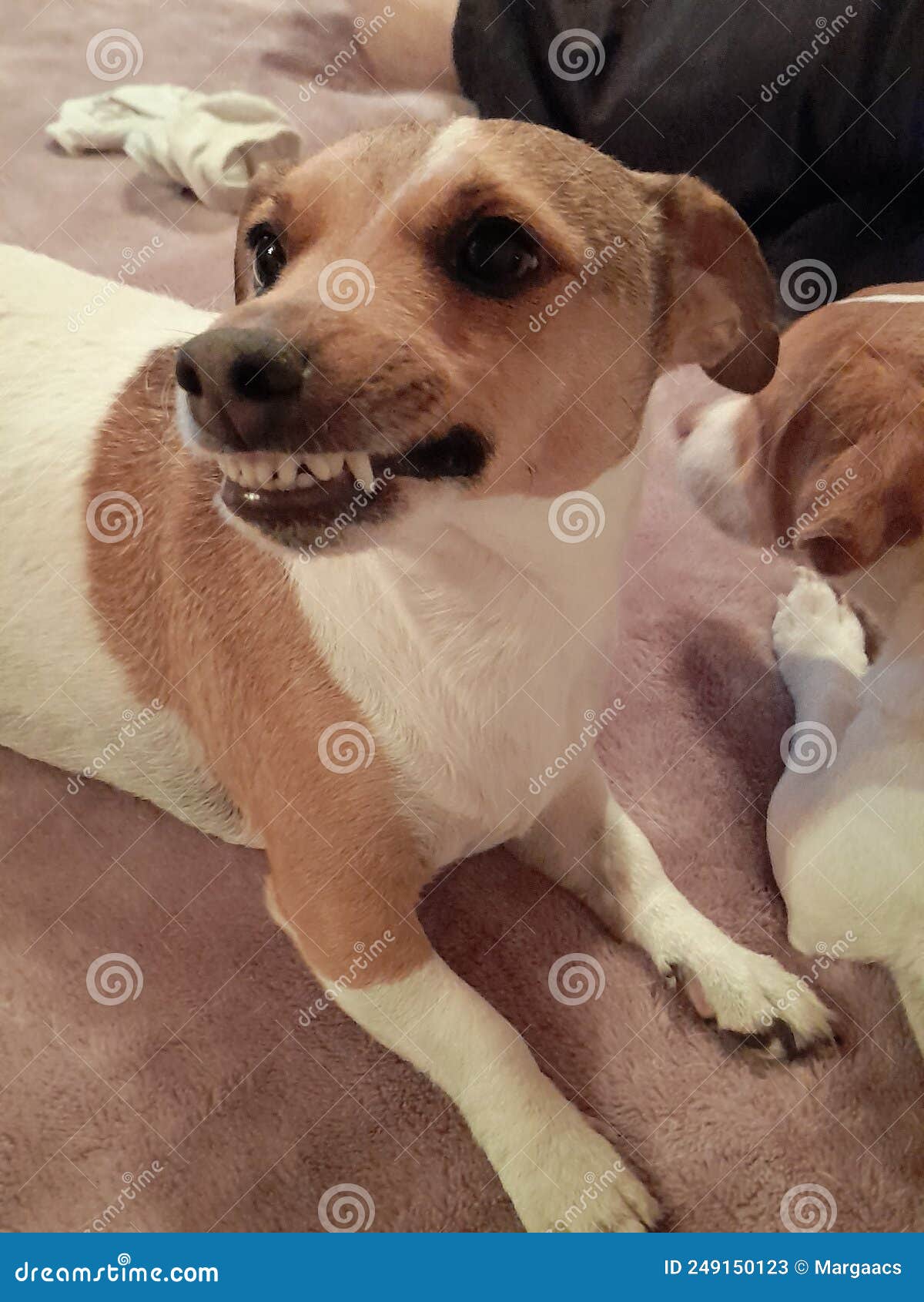 Jack Russel Smiling at Camera Stock Image - Image of smiling, jack ...
