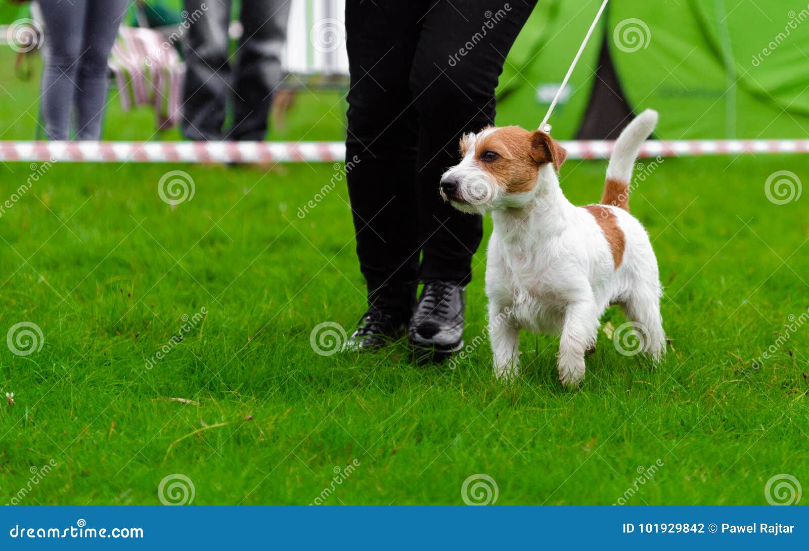 Jack Russel Terier on Dog Show Stock Photo - Image of judges, healthy ...
