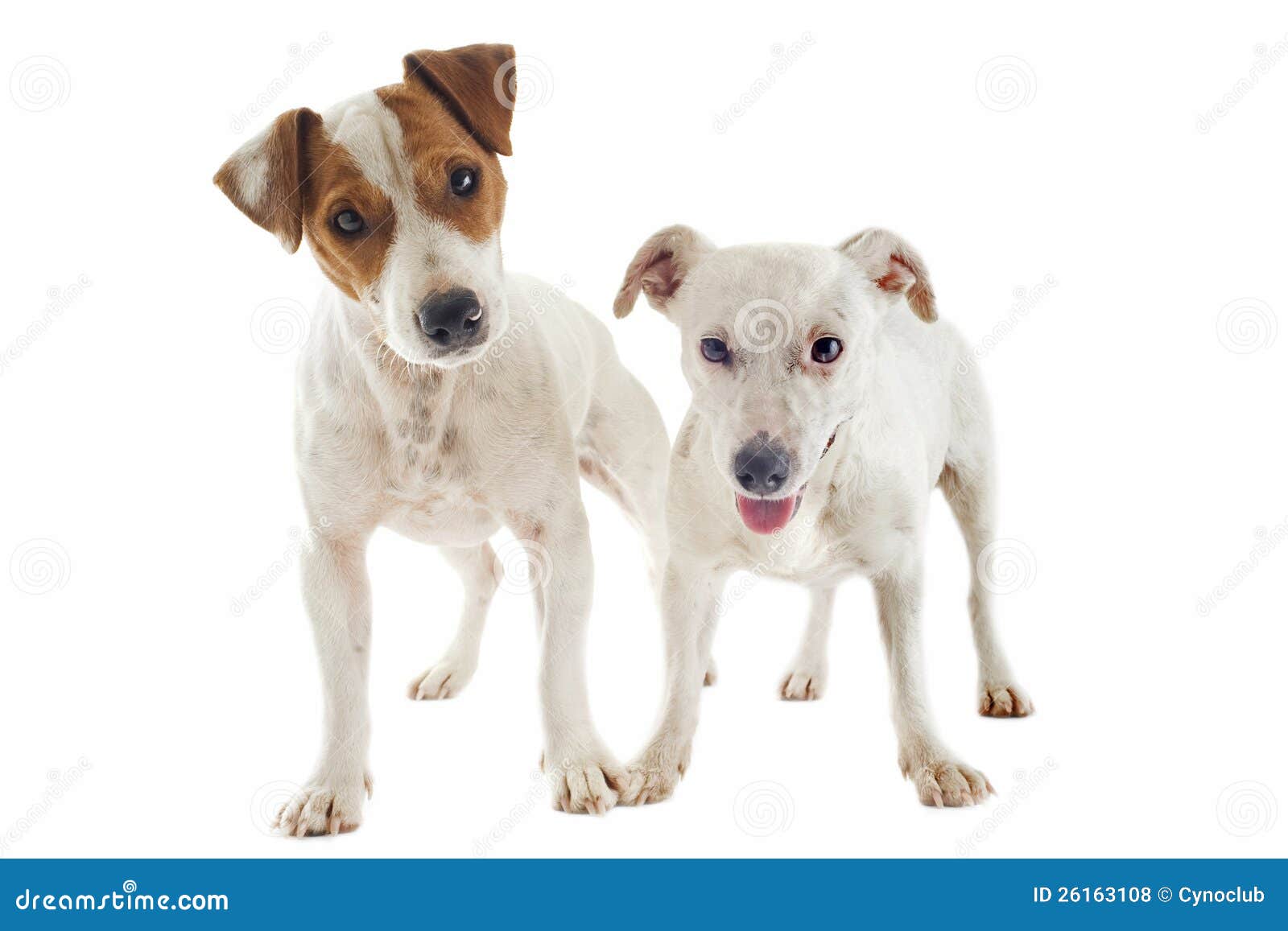 Jack russel terrier stock photo. Image of purebred, hunting - 26163108