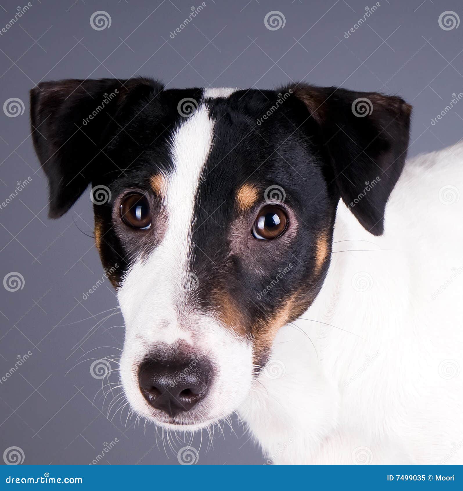 Jack russel terrier stock image. Image of loving, studio - 7499035