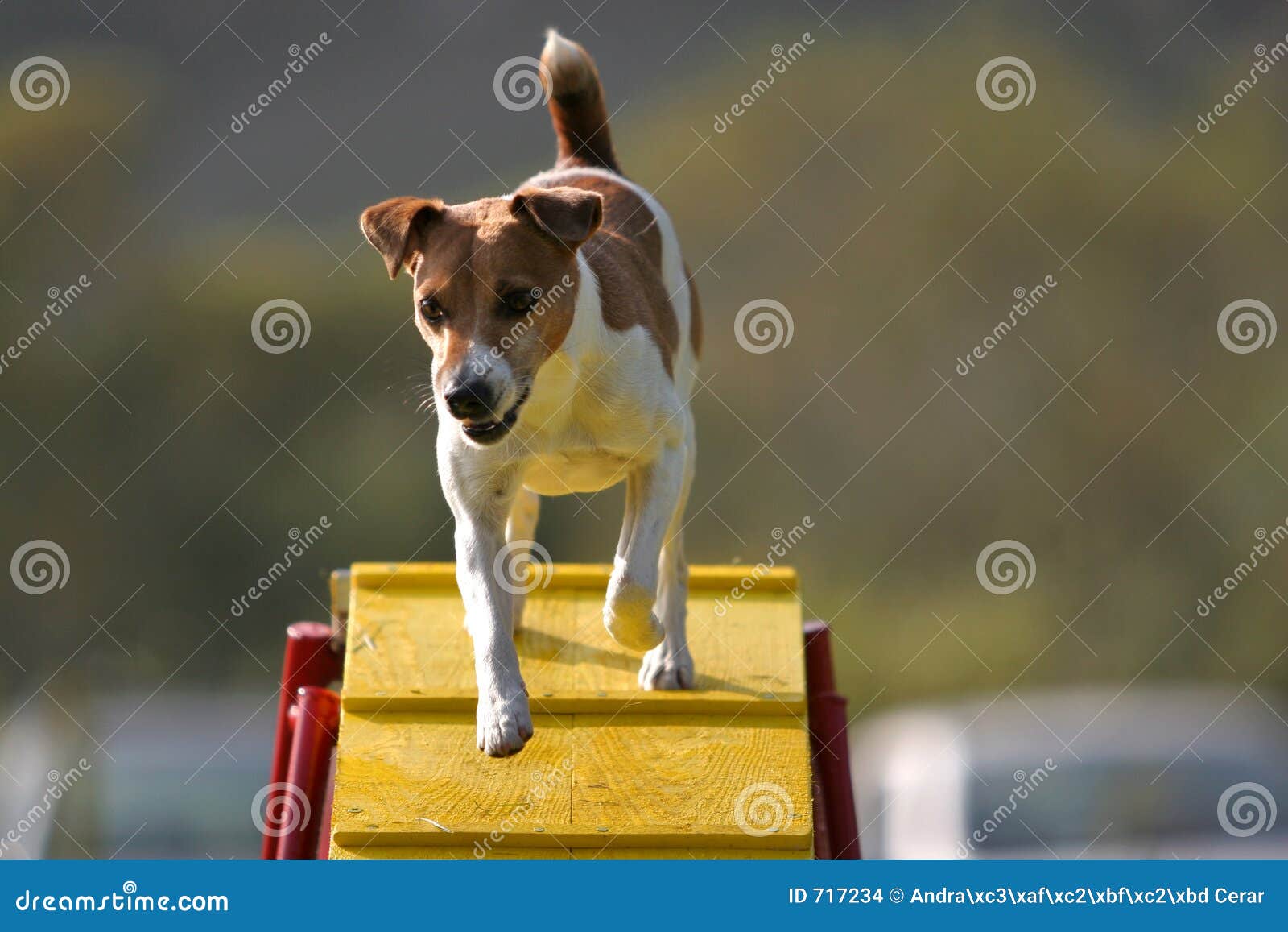 Jack Russel Terrier on a Bridge Stock Photo - Image of agility, yellow ...