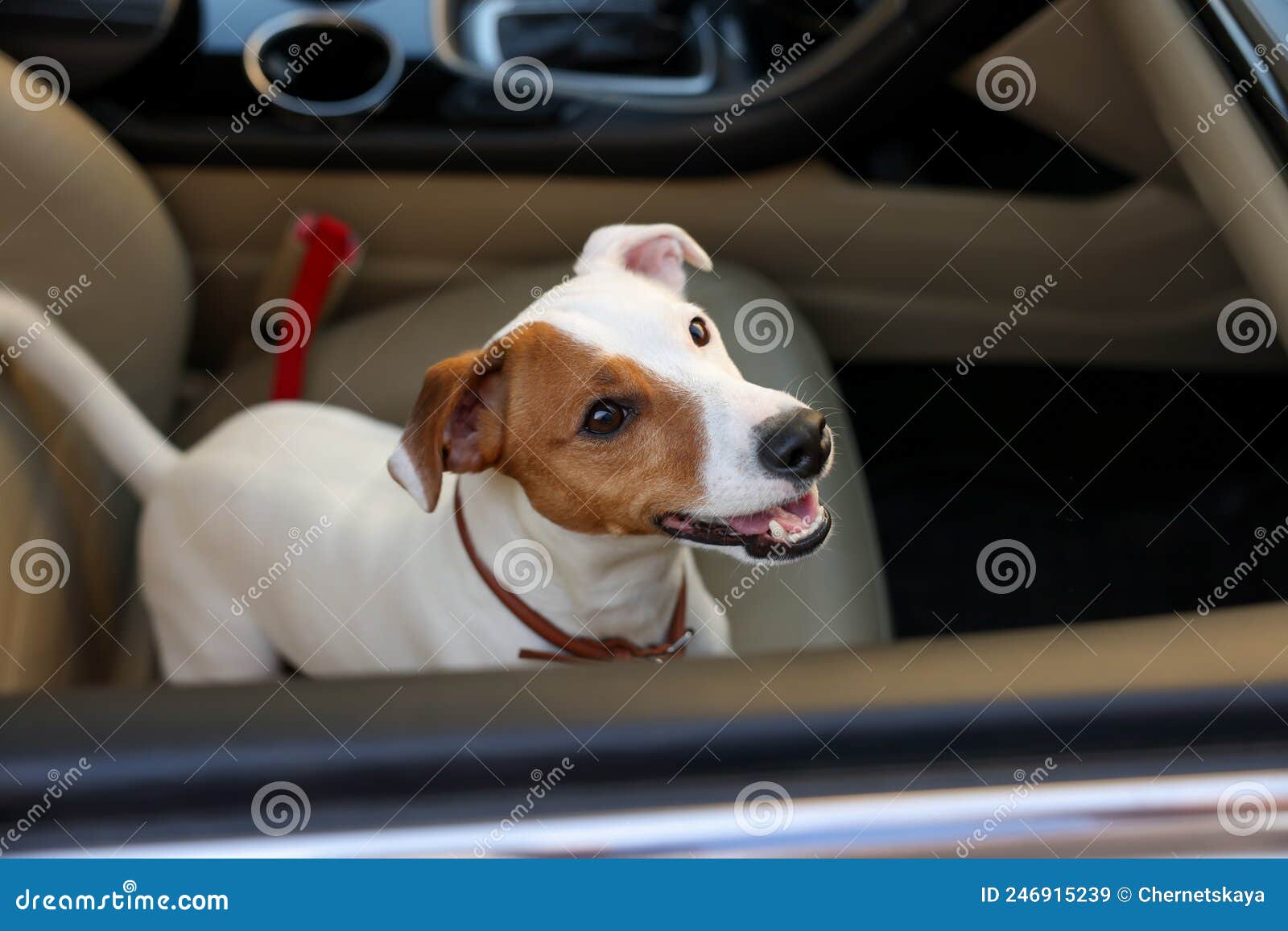 Jack Russel Terrier in Car. Adorable Pet Stock Image - Image of pretty ...
