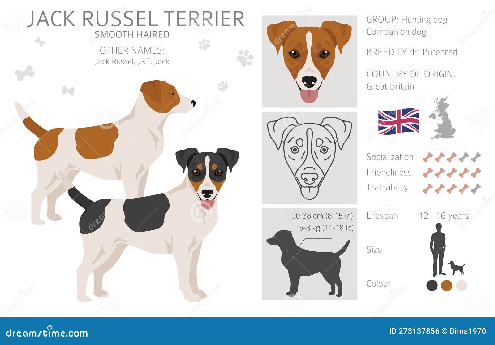 Jack Russel Terrier in Different Poses and Coat Colors. Smooth Coat and ...