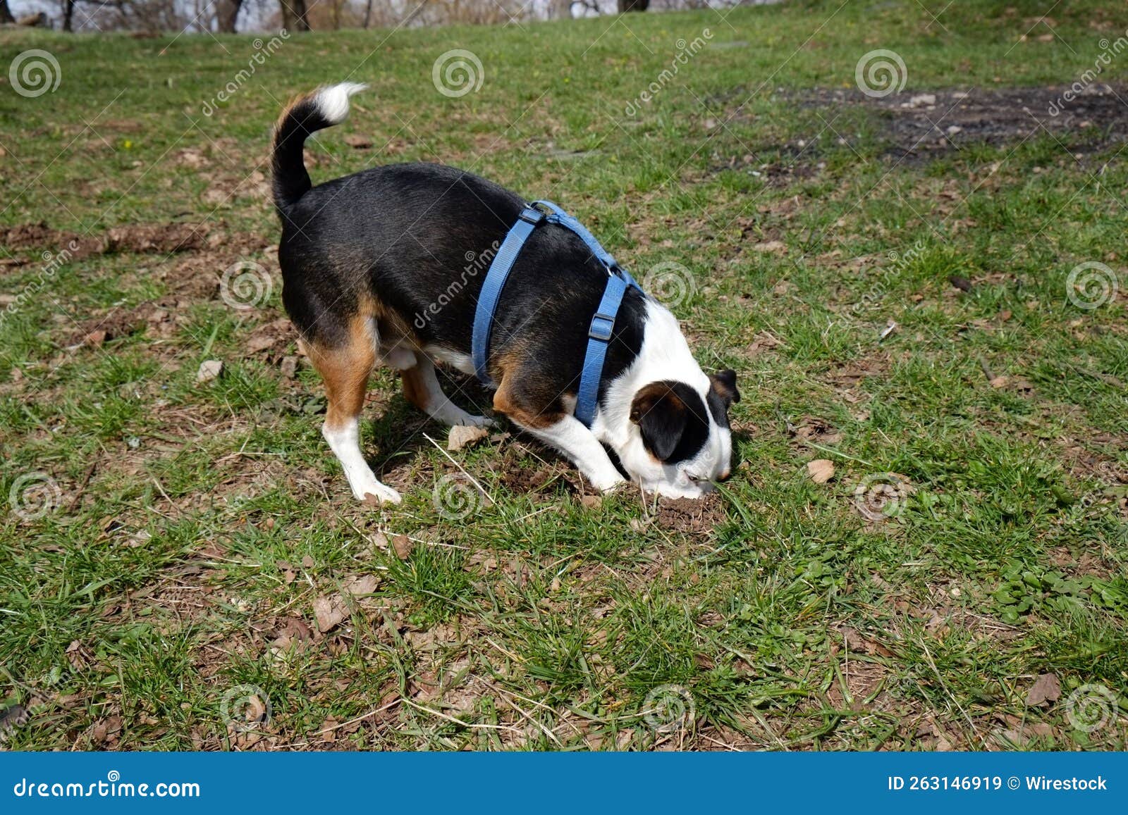 Jack Russel Terrier Digging Hole Stock Image - Image of playing ...
