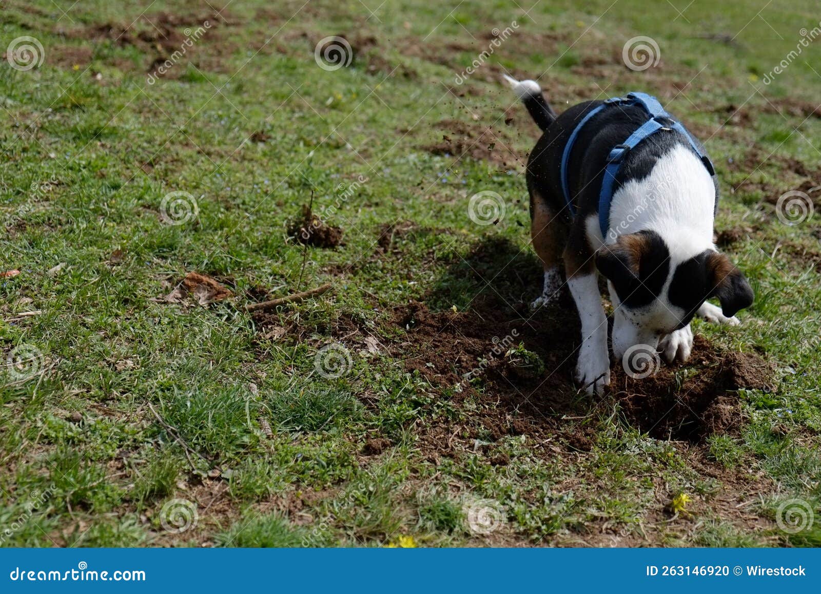 Jack Russel Terrier Digging Hole Stock Photo - Image of animal ...