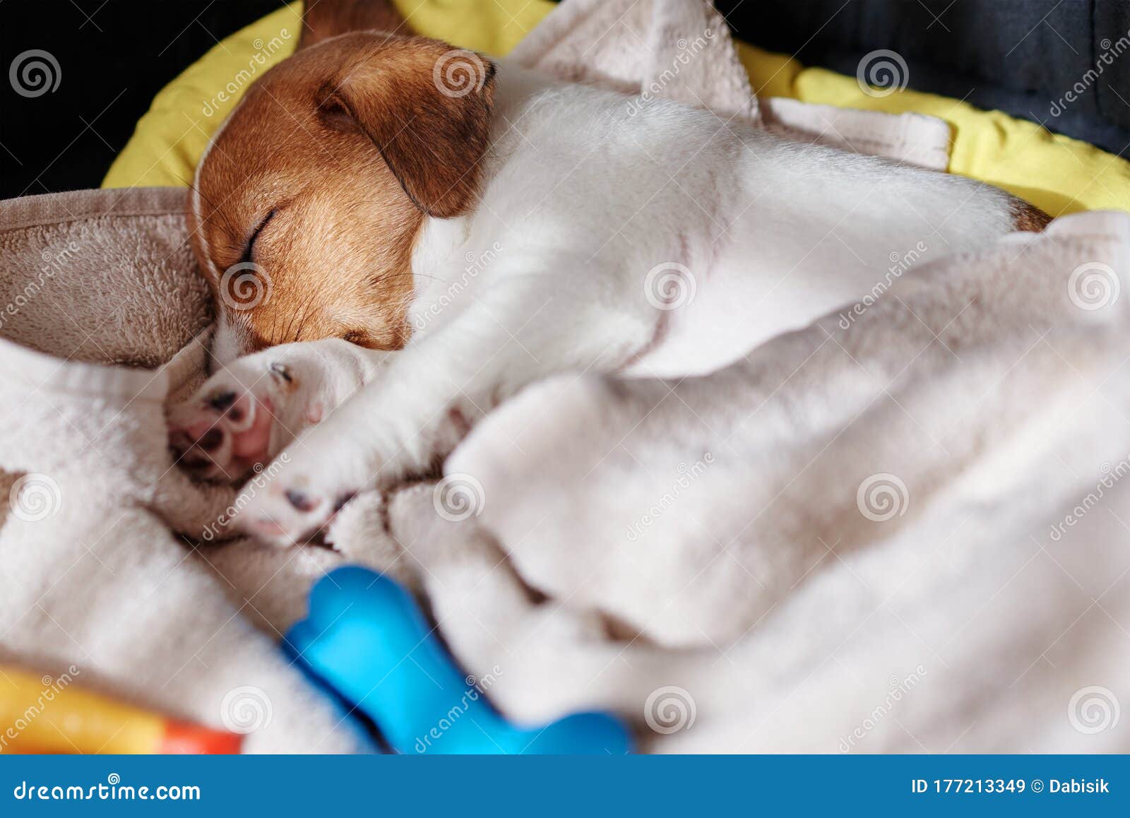 Jack Russel Terrier Dog Sleep in the Bed Stock Image - Image of small ...