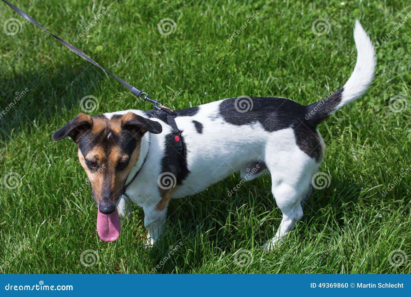 Jack Russel stock photo. Image of canine, look, breed - 49369860