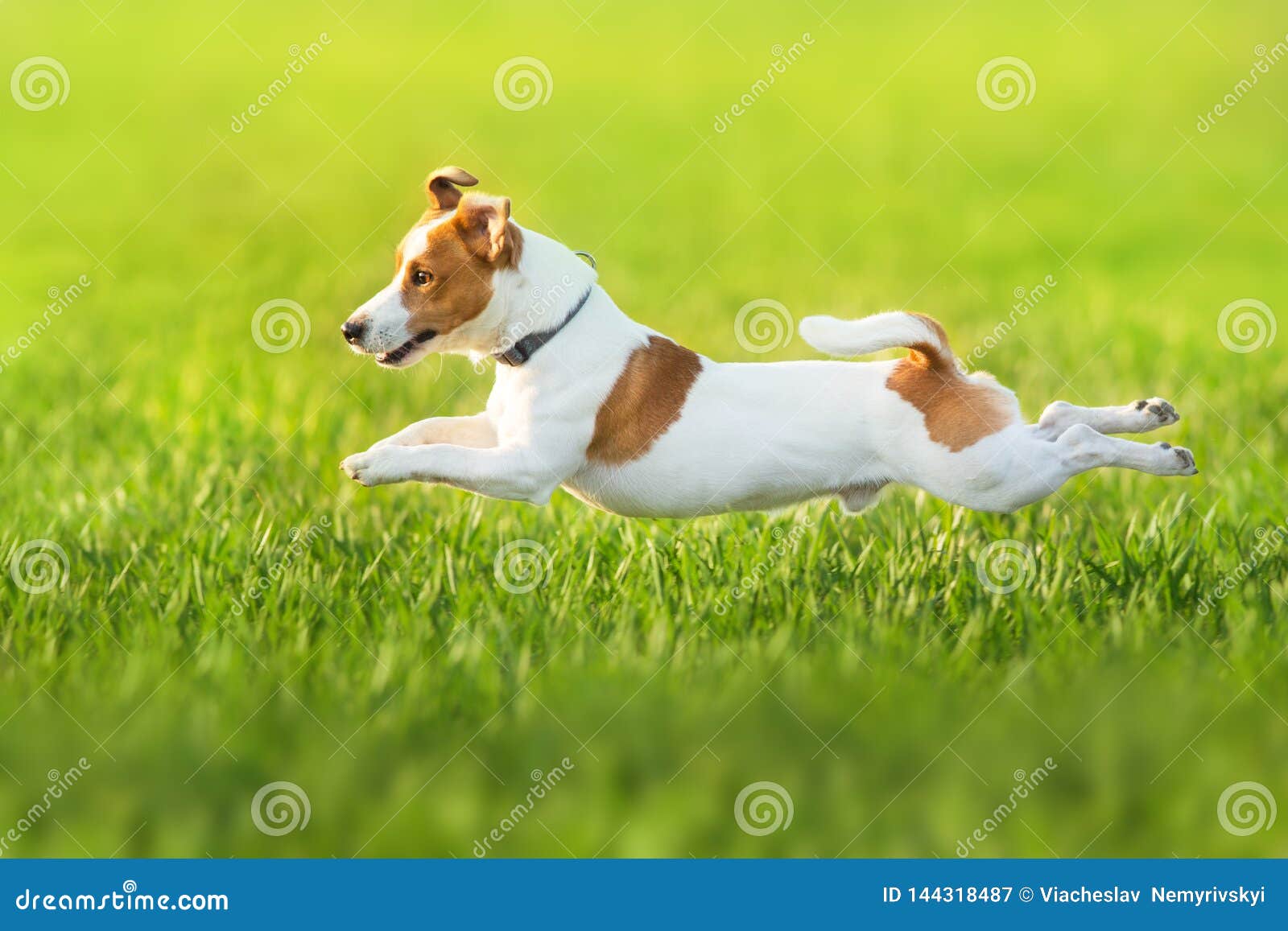 Jack russel terrier run stock image. Image of closeup - 144318487