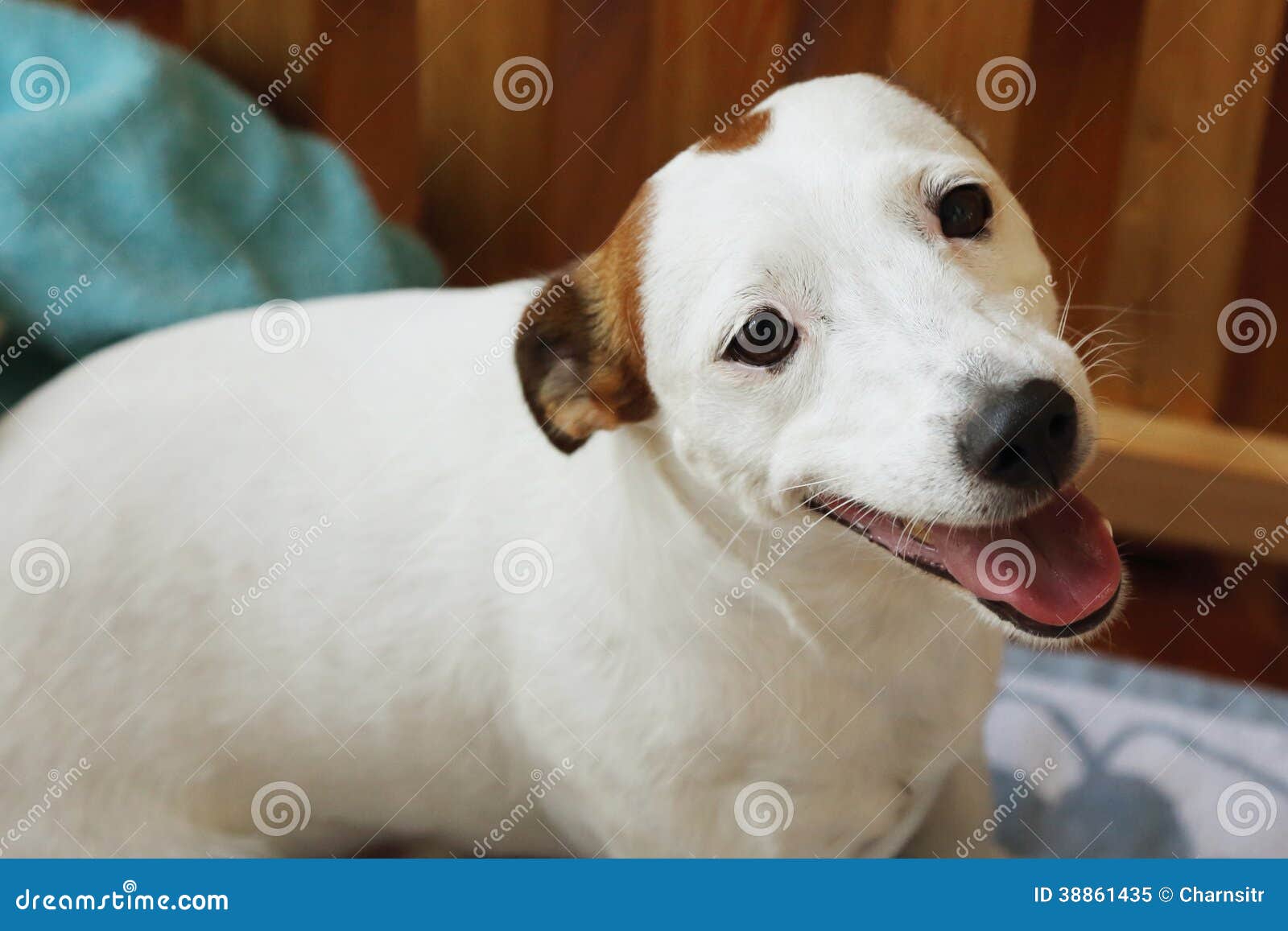 Jack Russel Terrier with Smile Face Stock Image - Image of persistence ...