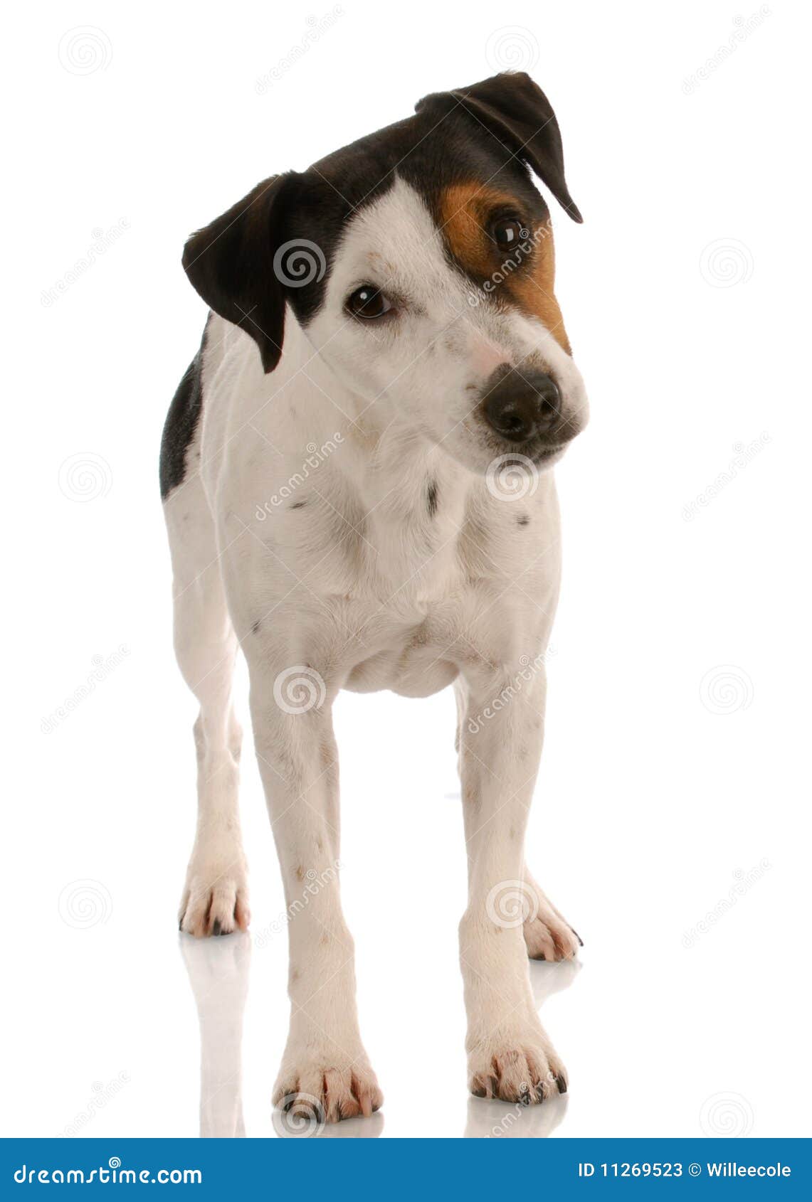 Jack Russel Terrier Standing Stock Image - Image of pedigreed, pedigree ...