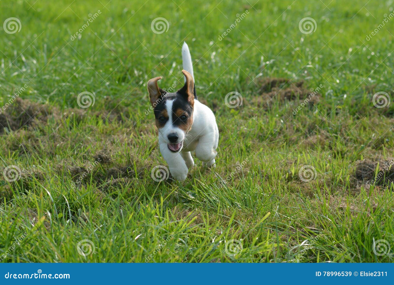 Jack Russel stock image. Image of outside, white, canine - 78996539