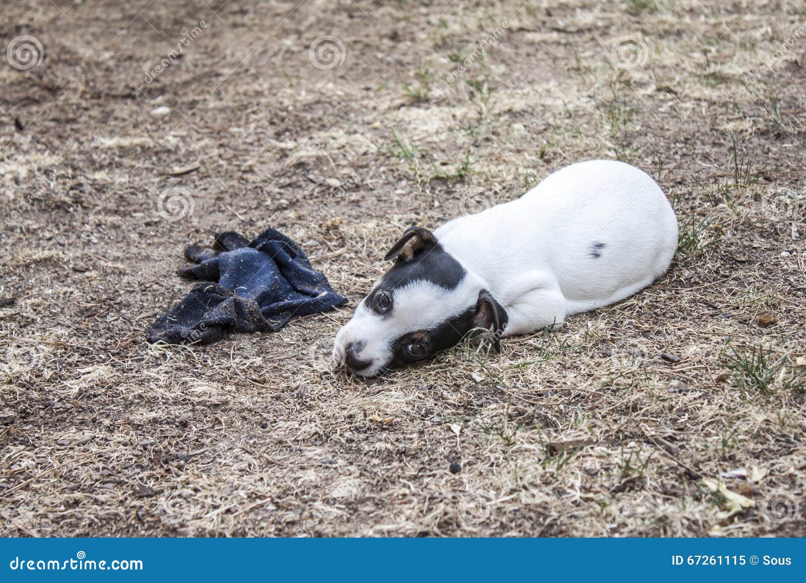 Jack Russell Bitting the Grass Stock Image - Image of grass, copy: 67261115