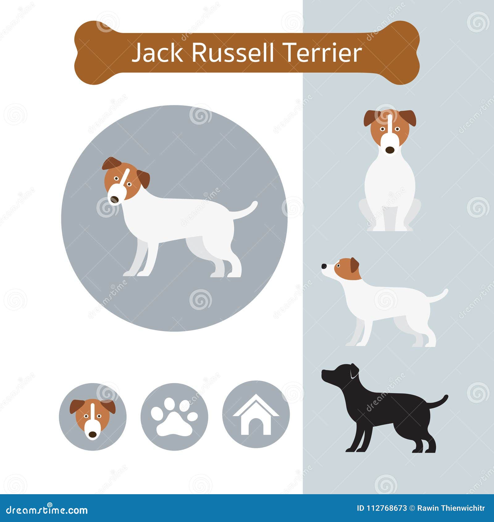 Jack Russell Dog Breed Infographic Stock Vector - Illustration of icon ...
