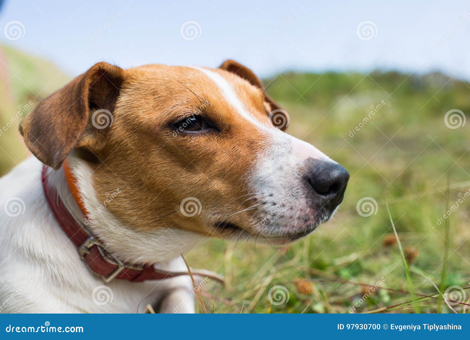 A Jack Russell dog. stock photo. Image of brown, cute - 97930700
