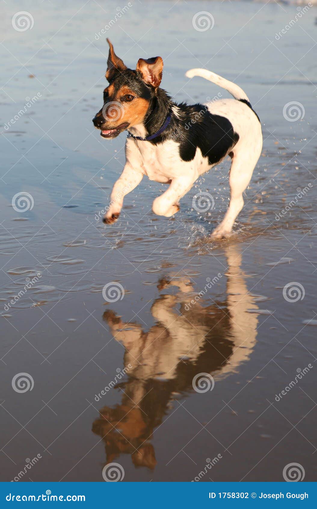 Jack Russell Dog Running Water Stock Photo - Image of running, sand ...