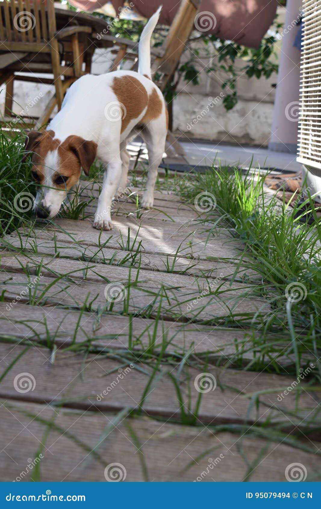 Jack Russell Exploring the Yard Stock Photo - Image of garden ...