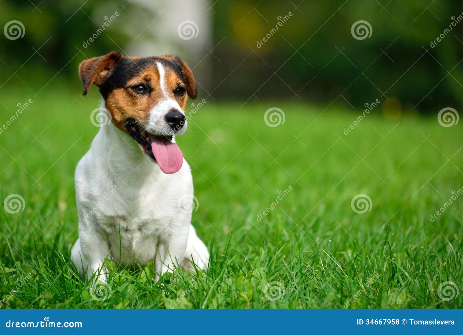 Jack Russell Puppy Laying In Grass Royalty-Free Stock Photography ...