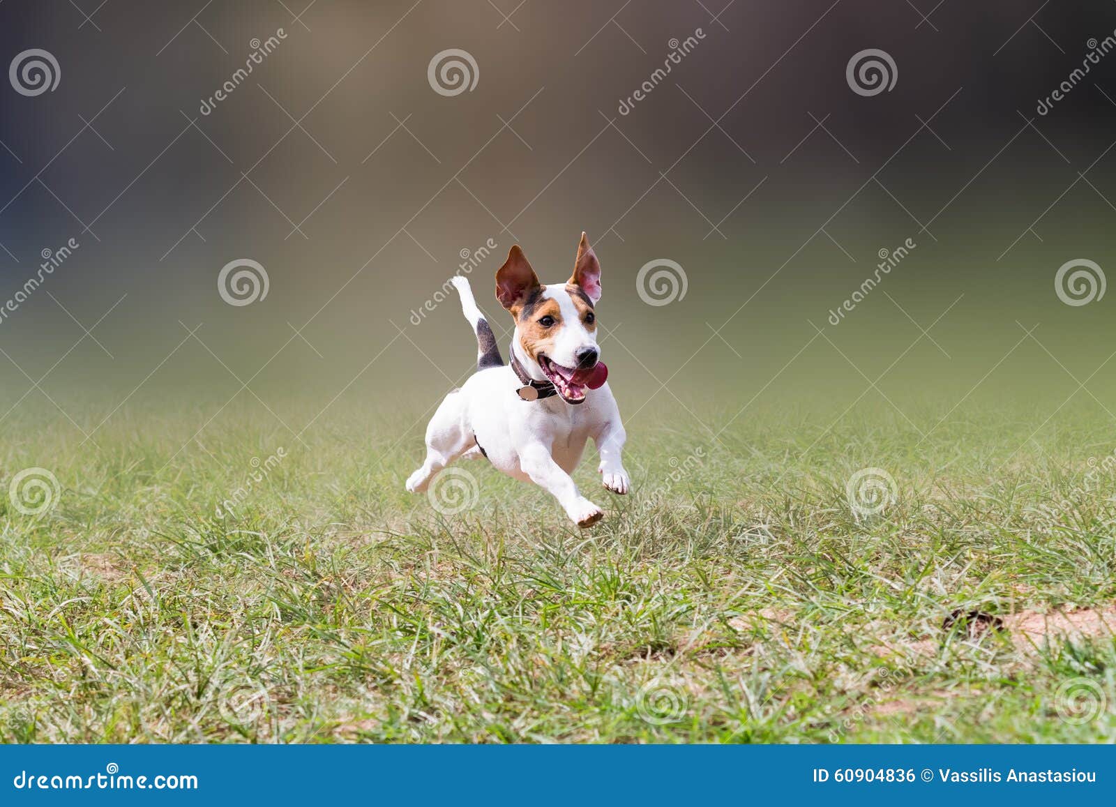 Jack Russell Jumping at a Park. Stock Photo - Image of running, speed ...