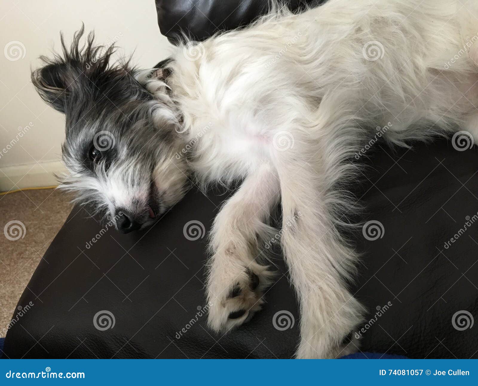 Jack Russell Laying on Sofa, Scruffy Stock Image - Image of scruffy ...
