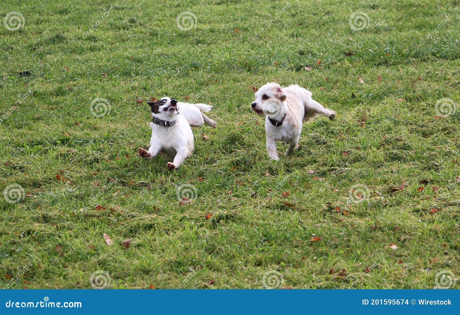 Jack Russell Puppies Playing on Green Grass Stock Photo - Image of ...