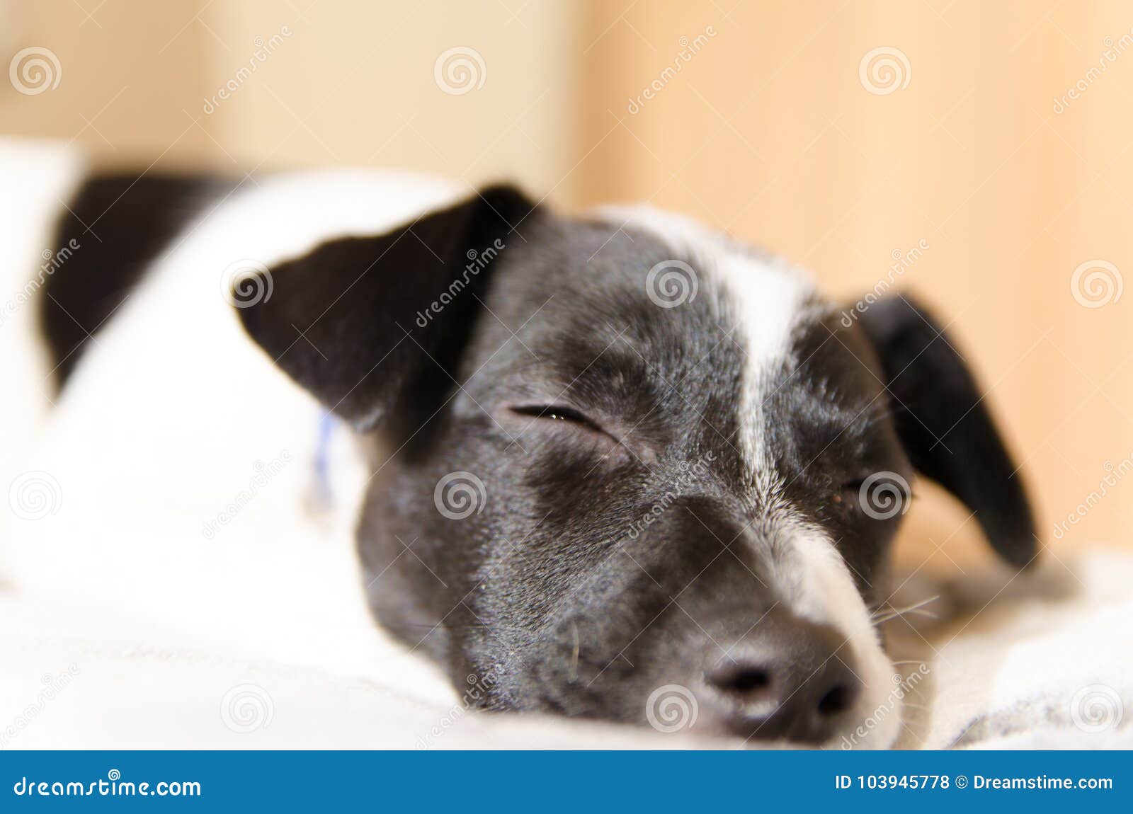 Jack Russell Puppy Asleep on the Bed Stock Photo - Image of face ...