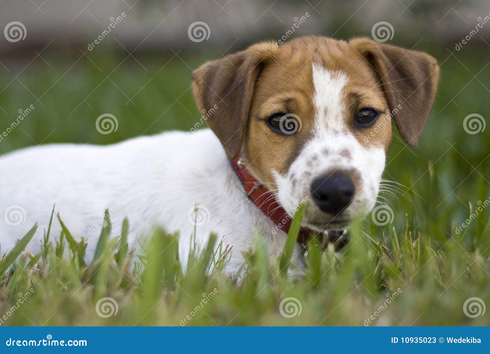 Jack Russell Puppy Laying in Grass Stock Image - Image of resting ...