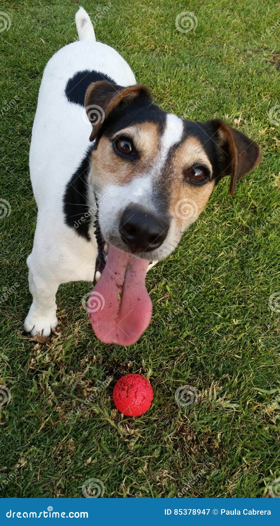 Jack Russell with a Red Ball Stock Image - Image of russell, jack: 85378947