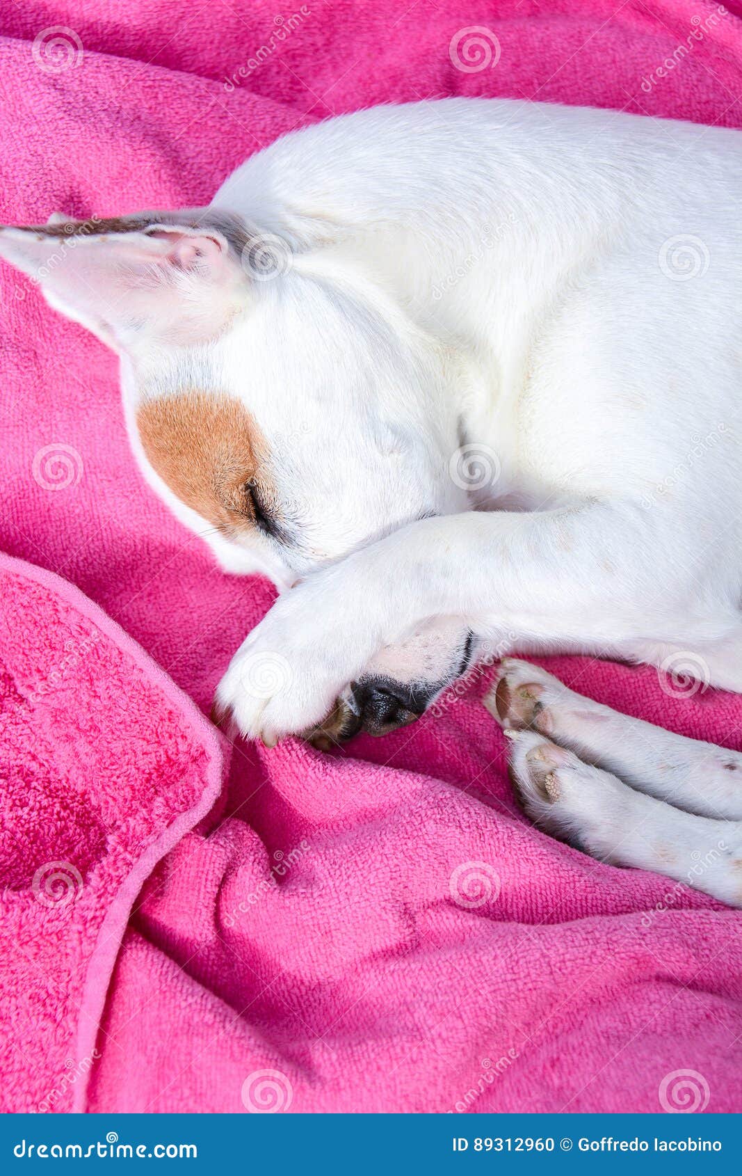 Jack russell sleep stock photo. Image of dream, russell - 89312960