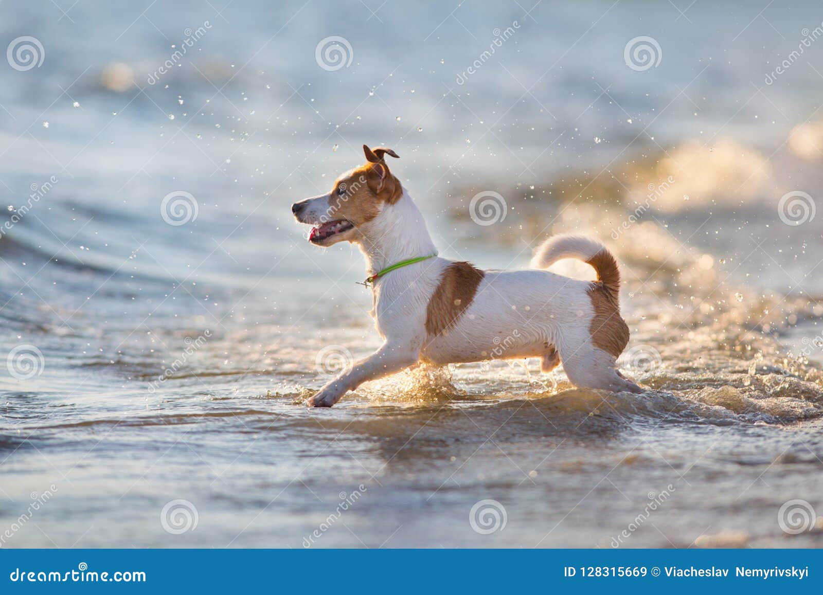Jack Russell Terier On Water Royalty-Free Stock Photography ...
