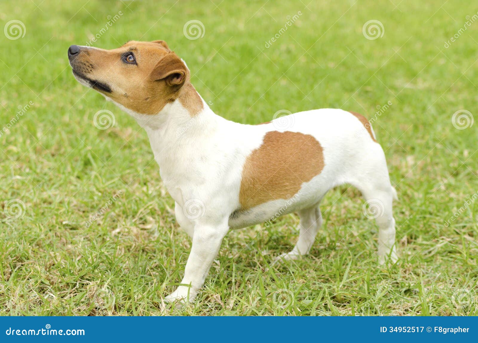 Jack Russell Terrier stockbild. Bild von braun, inländisch - 34952517