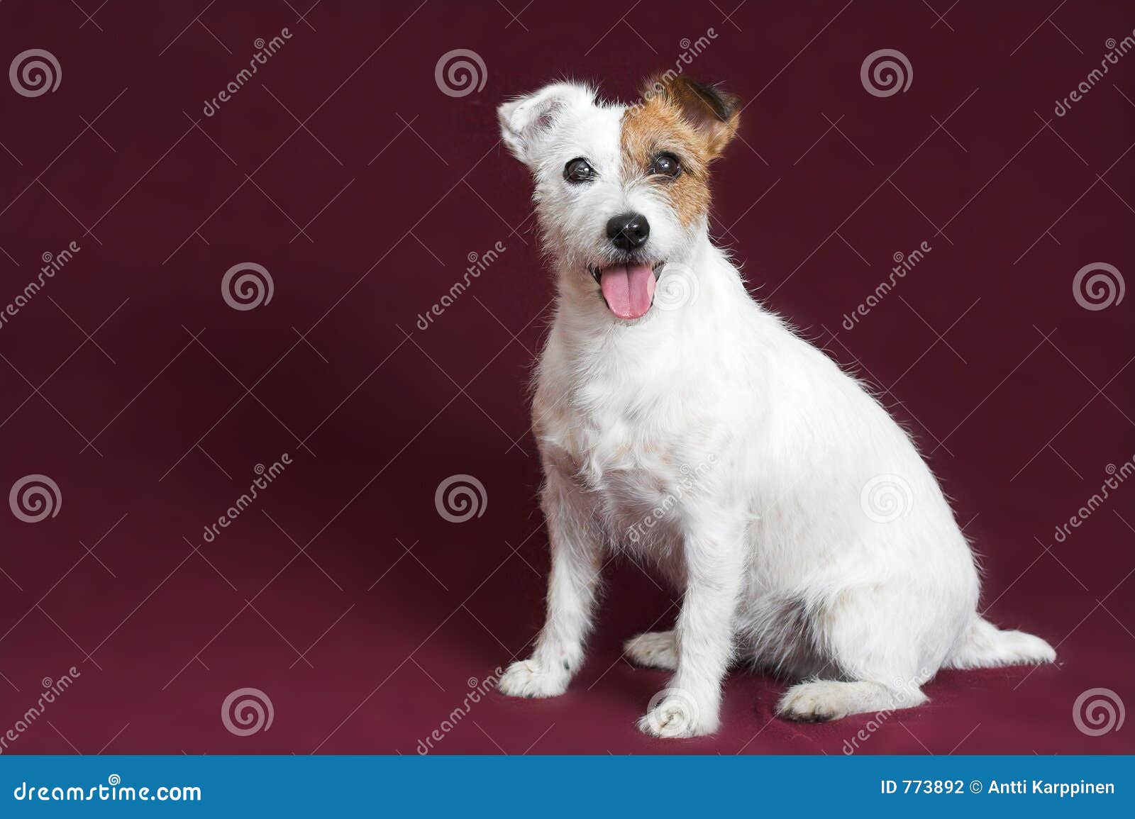 Jack russell terrier stock photo. Image of pose, jack, isolated - 773892