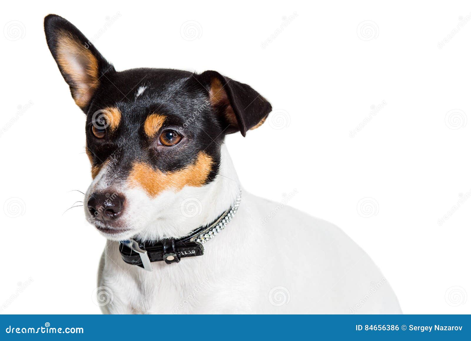 Jack Russell Terrier, Aislado En Blanco Foto de archivo - Imagen de ...