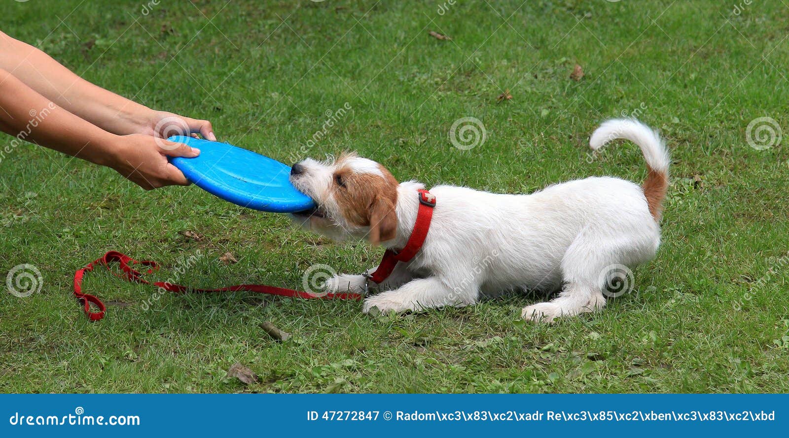 Jack Russell Terrier stock image. Image of russell, nature - 47272847