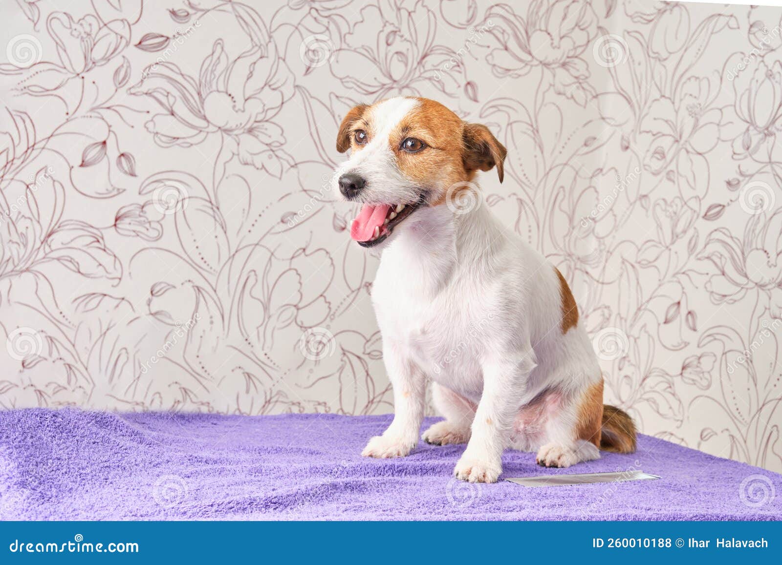 Jack Russell Terrier Close-up Sitting on a Table Stock Photo - Image of ...