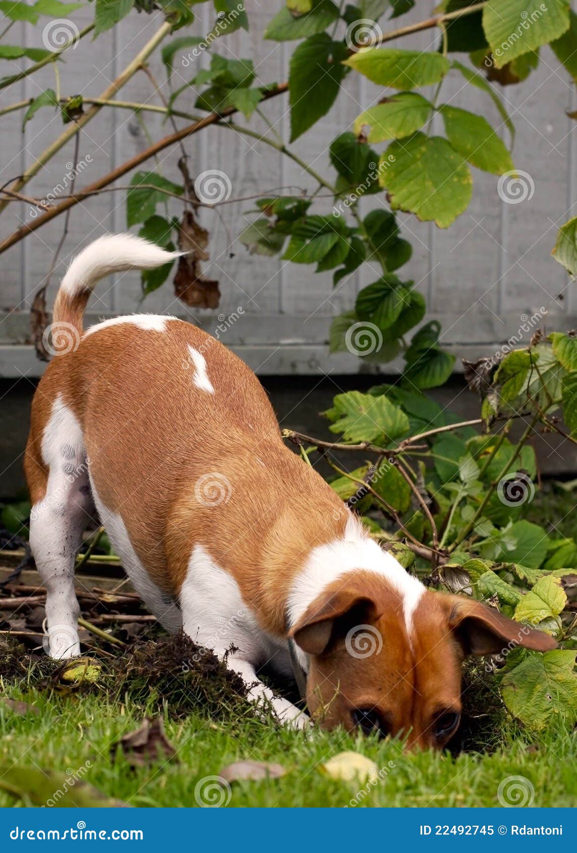 Jack Russell Terrier Digging in the Yard Stock Image - Image of lawn ...